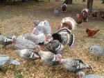 Heritage Breed Turkeys | LUCKY STAR FARMS